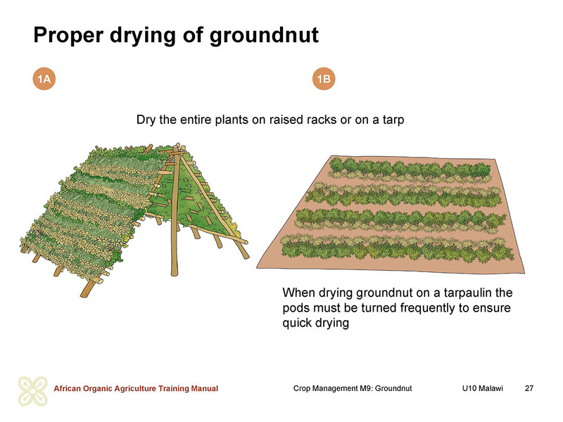 groundnut farming techniques