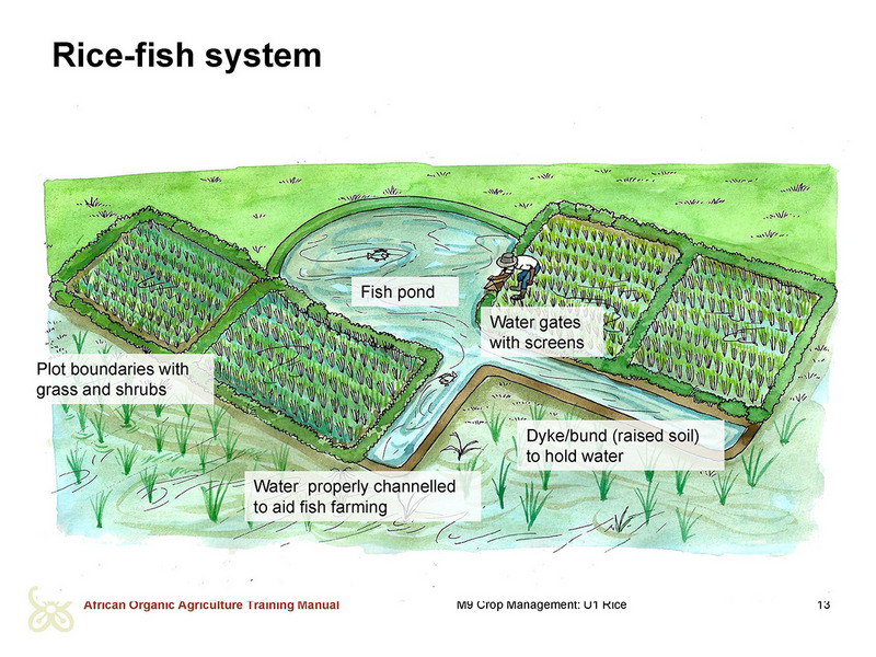 Organic Africa - Increasing income